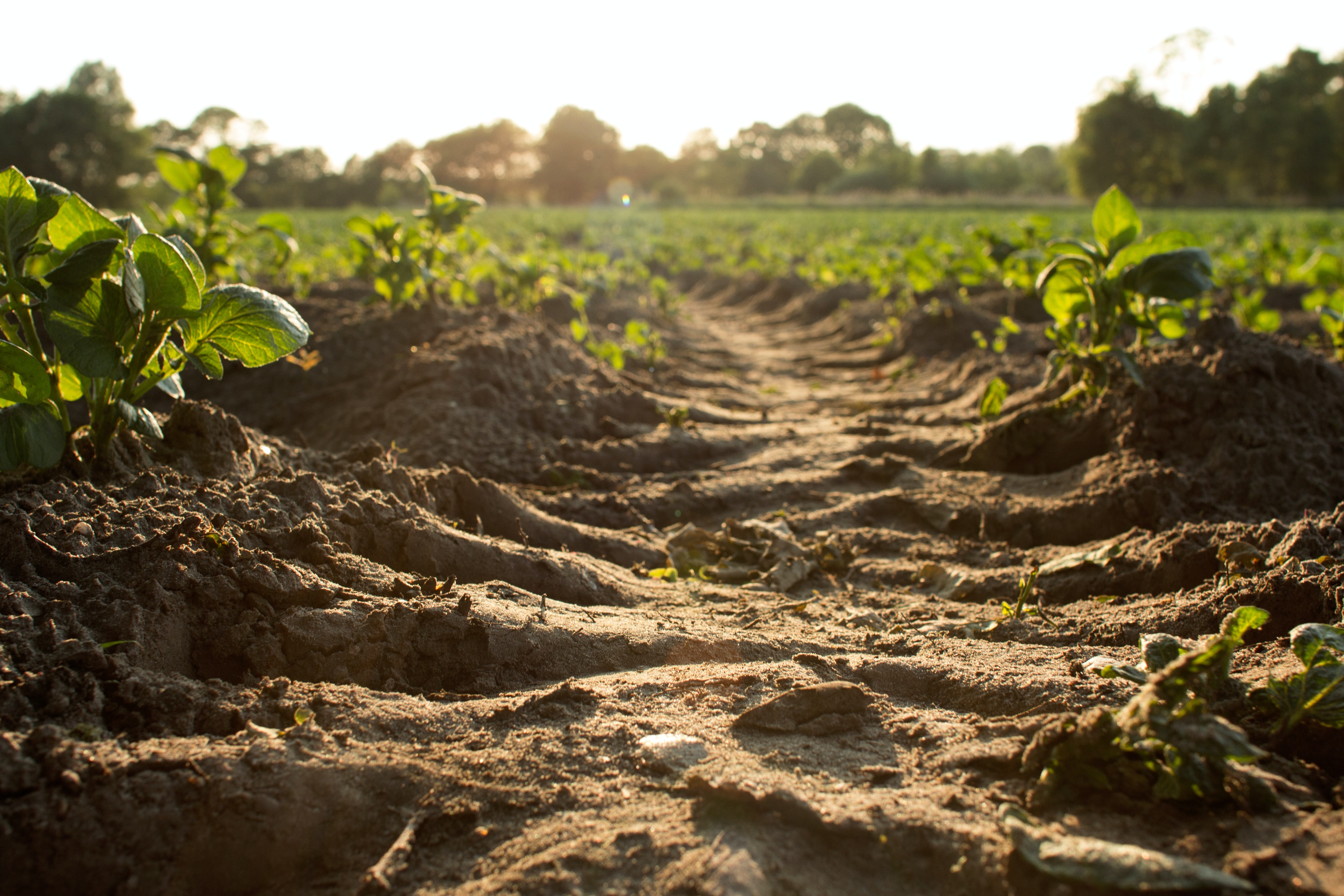 Plants Without Soil Lesson Plan
