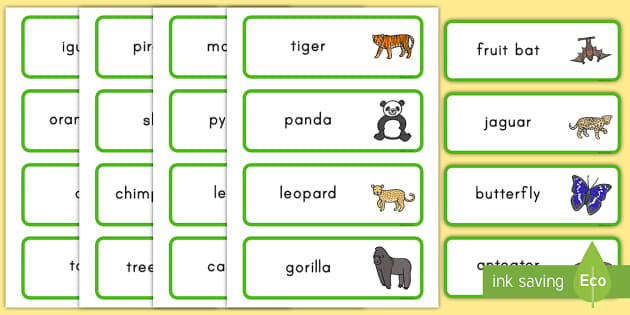 Jungle and Rainforest Word Cards | Lesson Plan