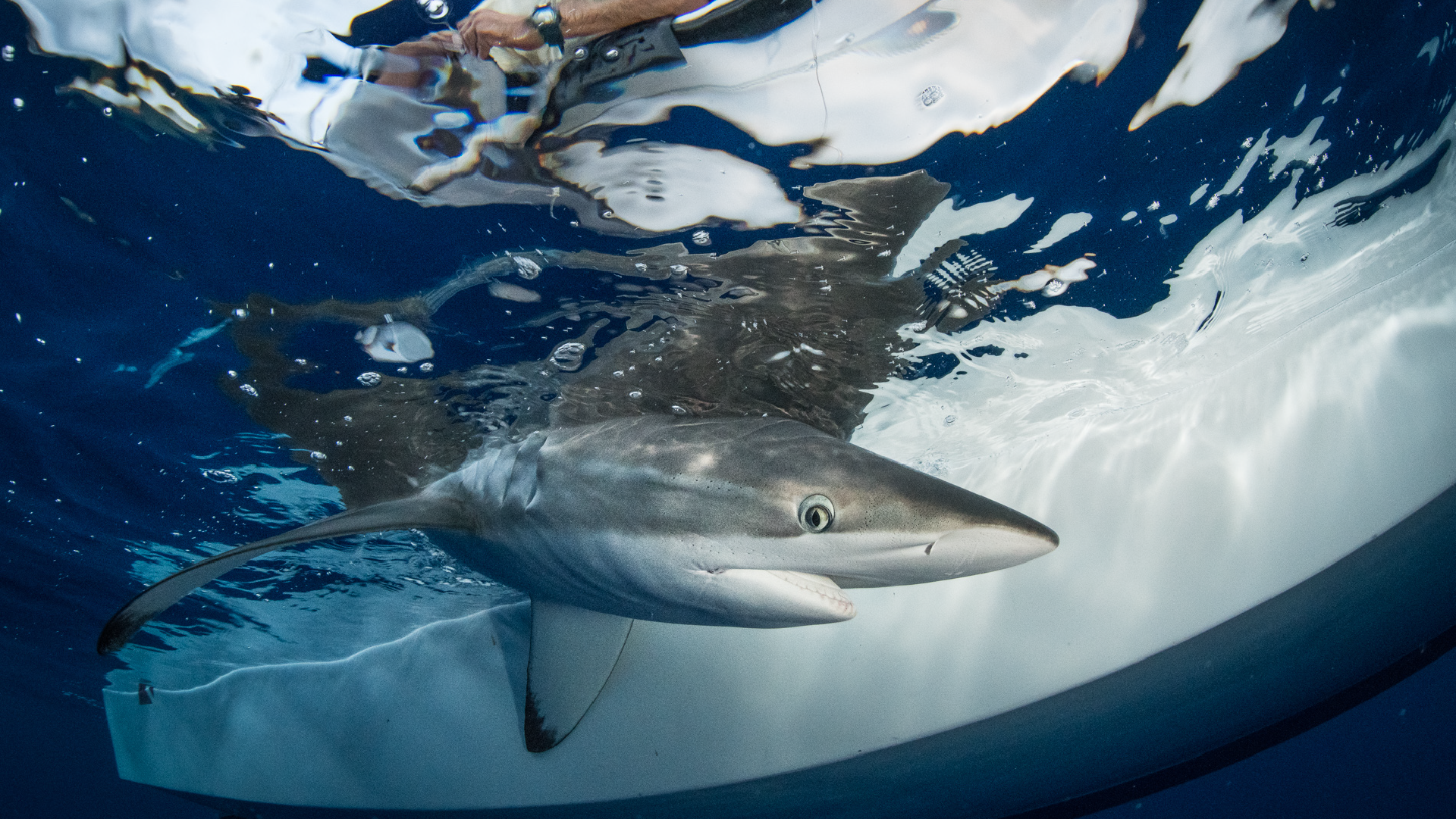Shark tagging debate activity | Lesson Plan