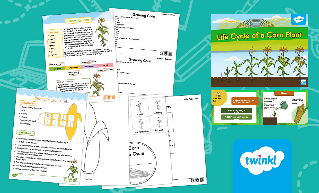 Lifecycle of a corn plant Lesson for K-2nd Grade | Lesson Plan