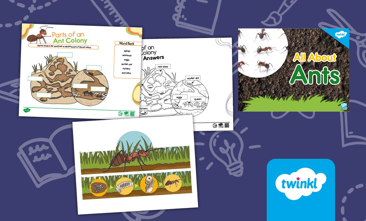 All About Ants Lesson for K-2nd Grade | Lesson Plan