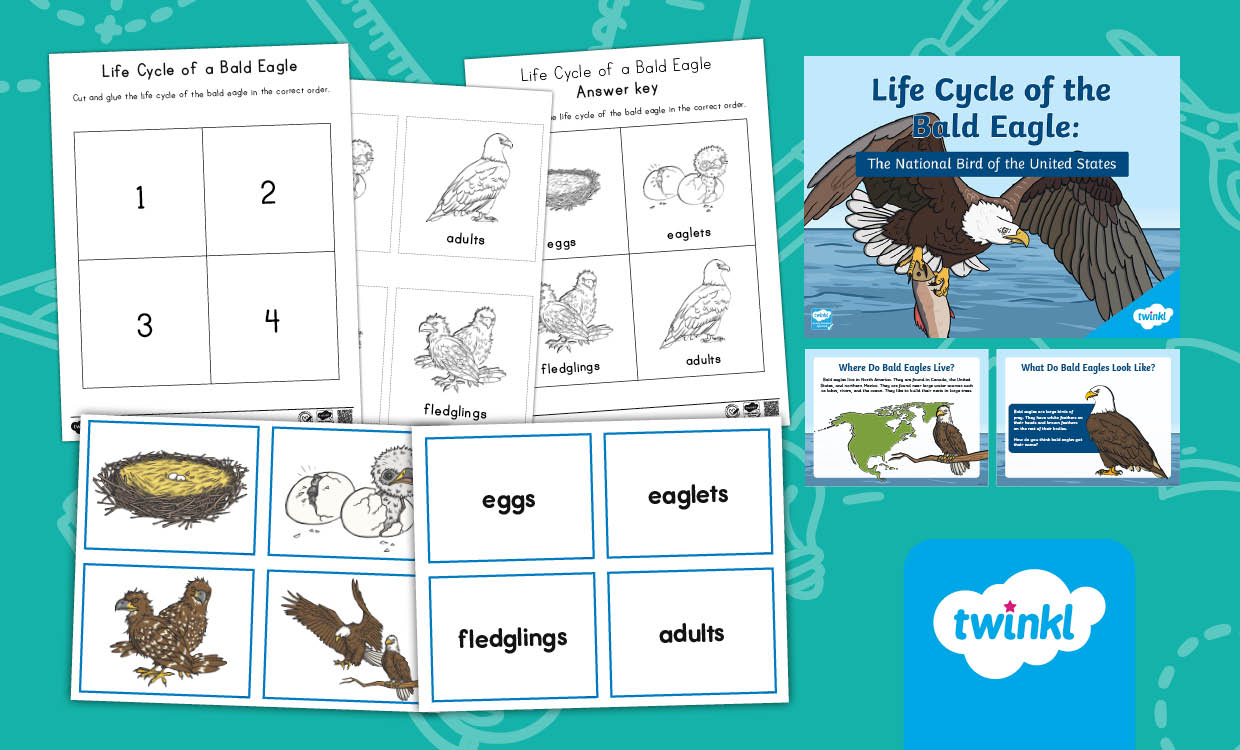 Life Cycle of a Bald Eagle: Interactive Science Activities for K-2nd ...