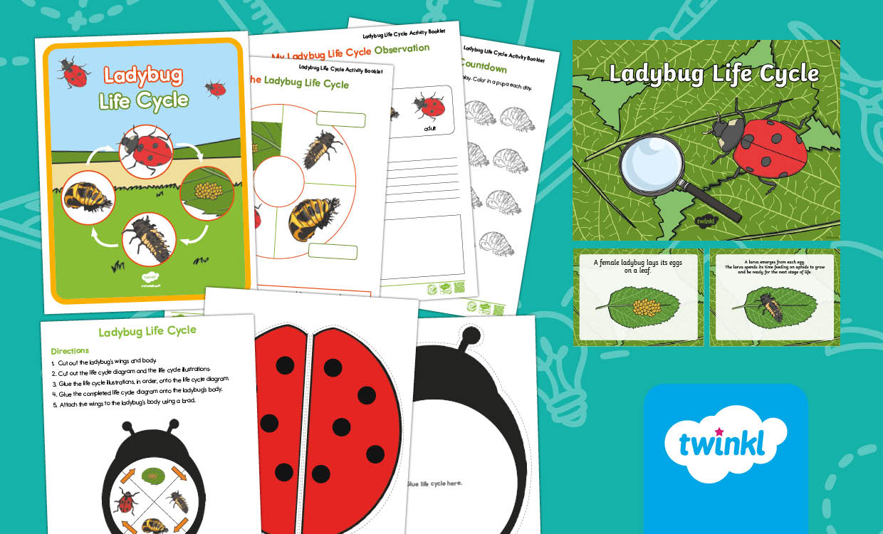 Ladybug Life Cycle Activities for K–2nd Grade | Lesson Plan