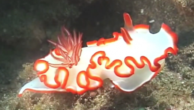 Nudibranchs | Lesson Plan